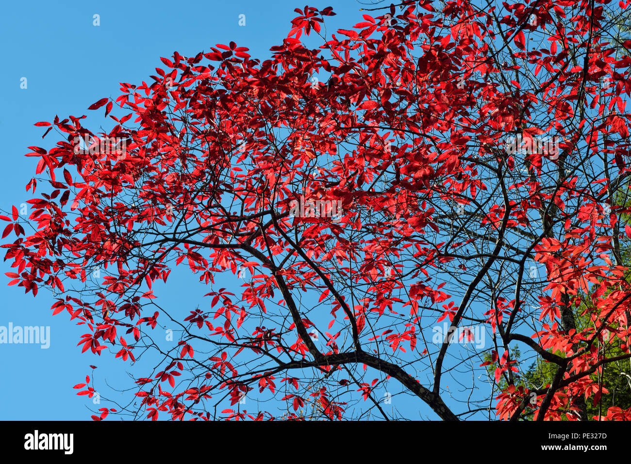 Black gum (Nyssa sylvatica) tree with autumn foliage, Great Smoky ...