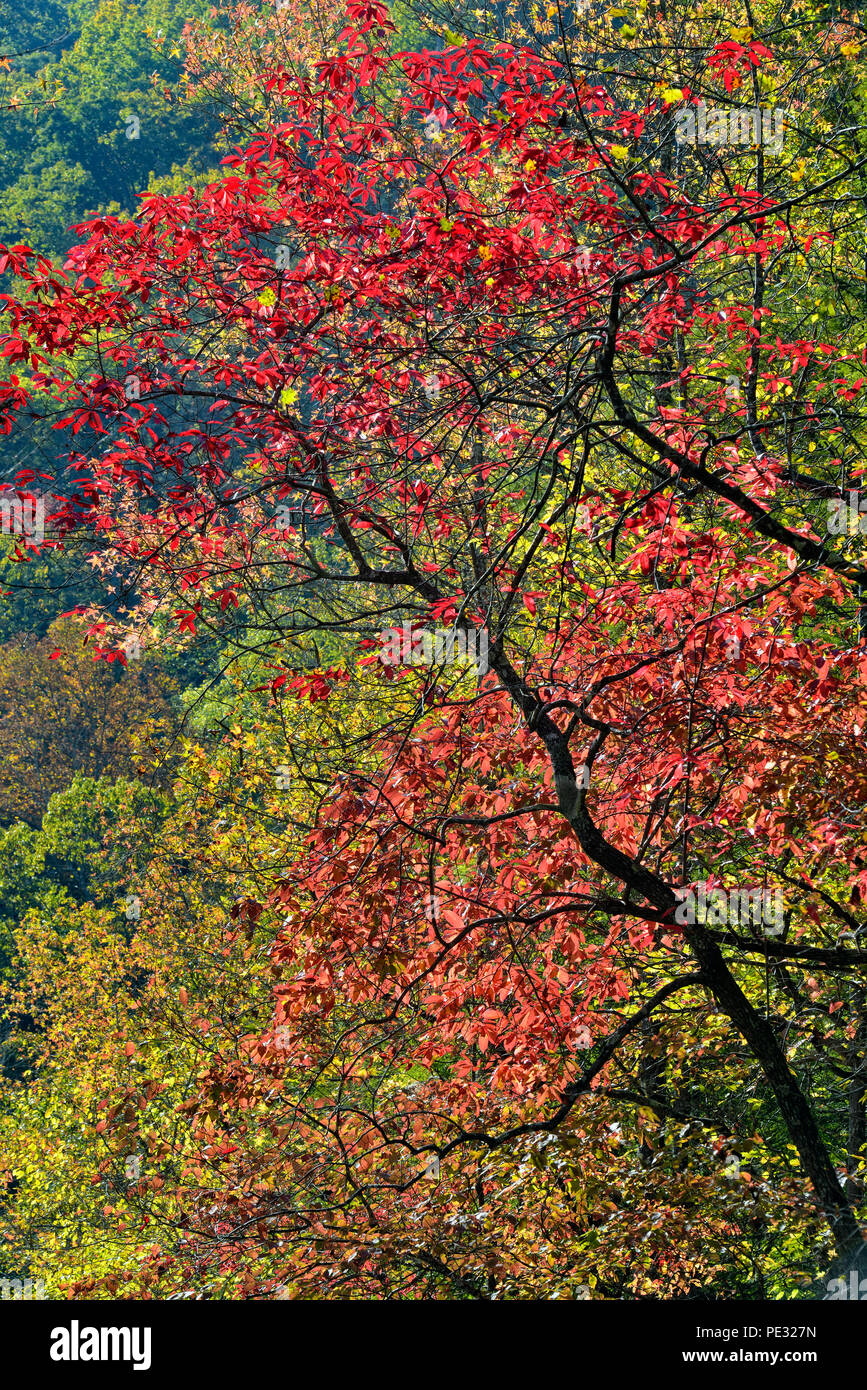 Gum trees usa hi-res stock photography and images - Alamy