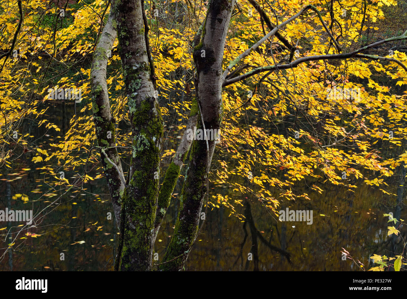 Maple tree in autumn foliage overhanging the Little River, Great Smoky ...