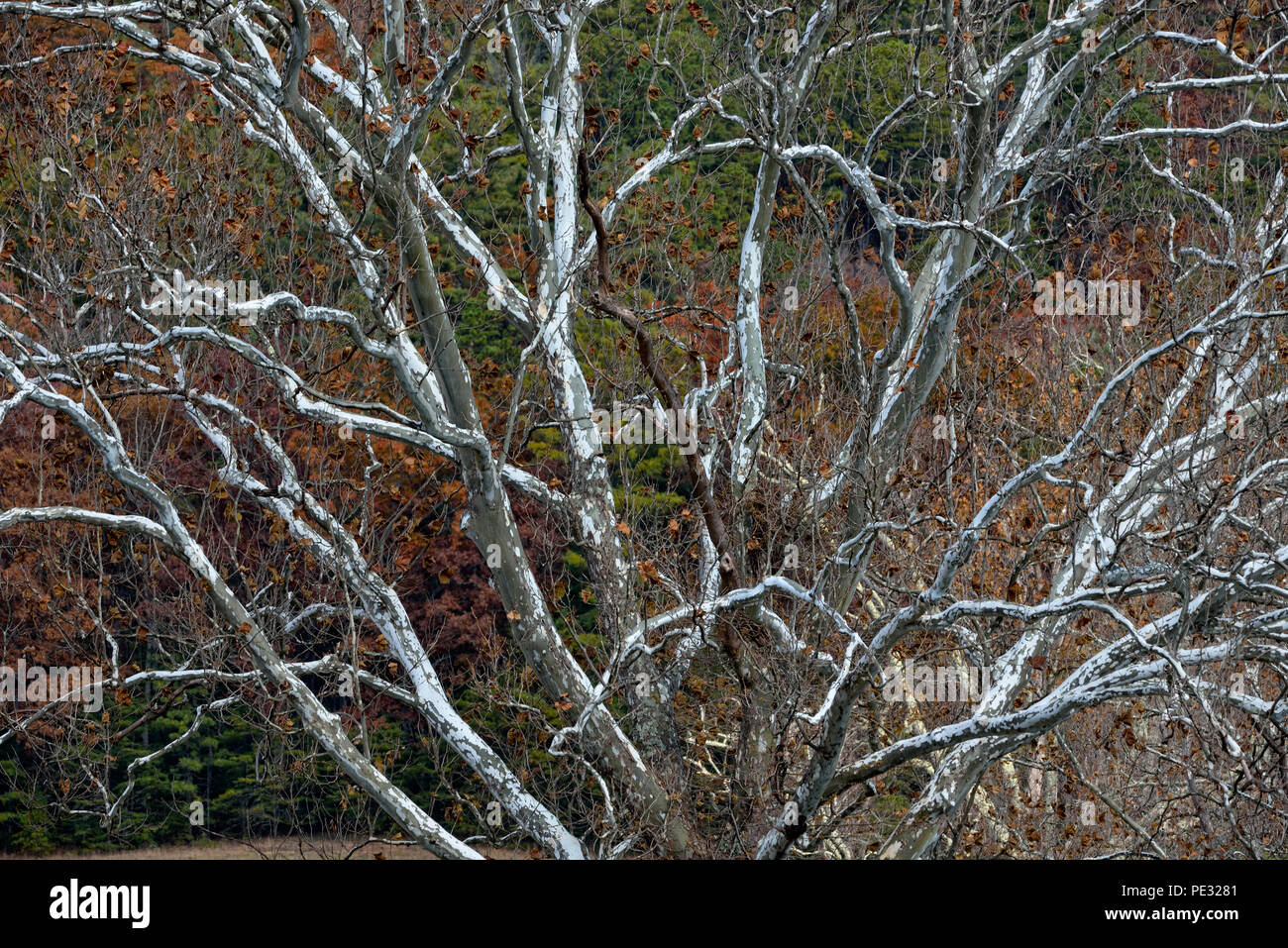 Autumn sycamore tree in Cades Cove, Great Smoky Mountains National Park ...