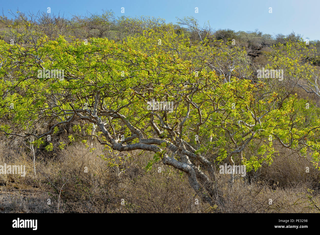 Palo santo tree hi-res stock photography and images - Alamy