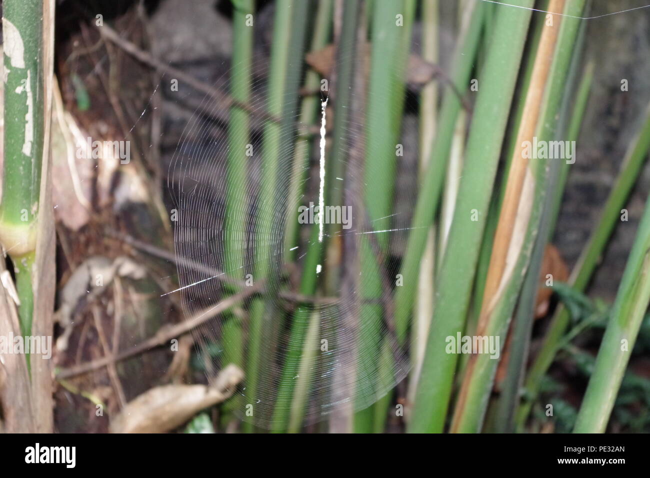spider on spider web Stock Photo - Alamy