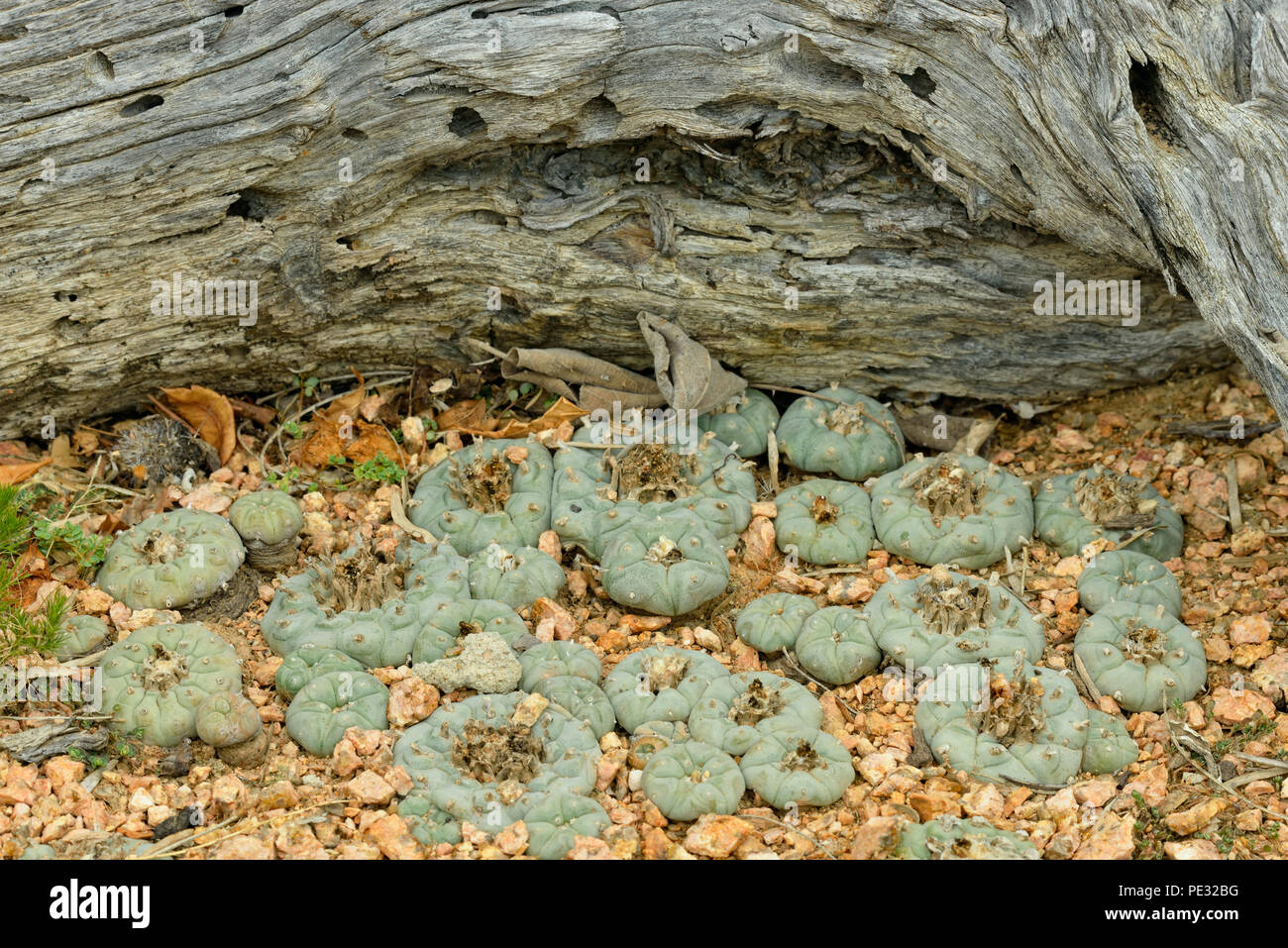 Rio grande valley colony hi-res stock photography and images - Alamy