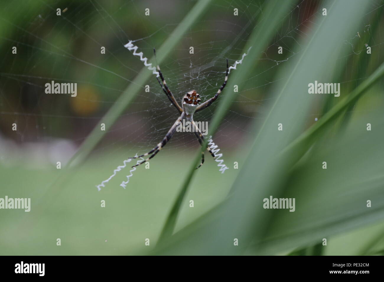 spider on spider web Stock Photo - Alamy