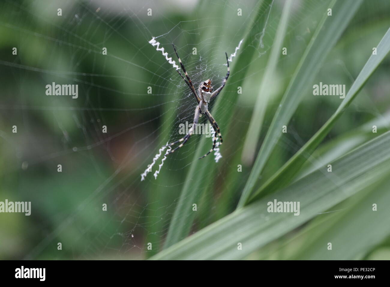 spider on spider web Stock Photo - Alamy