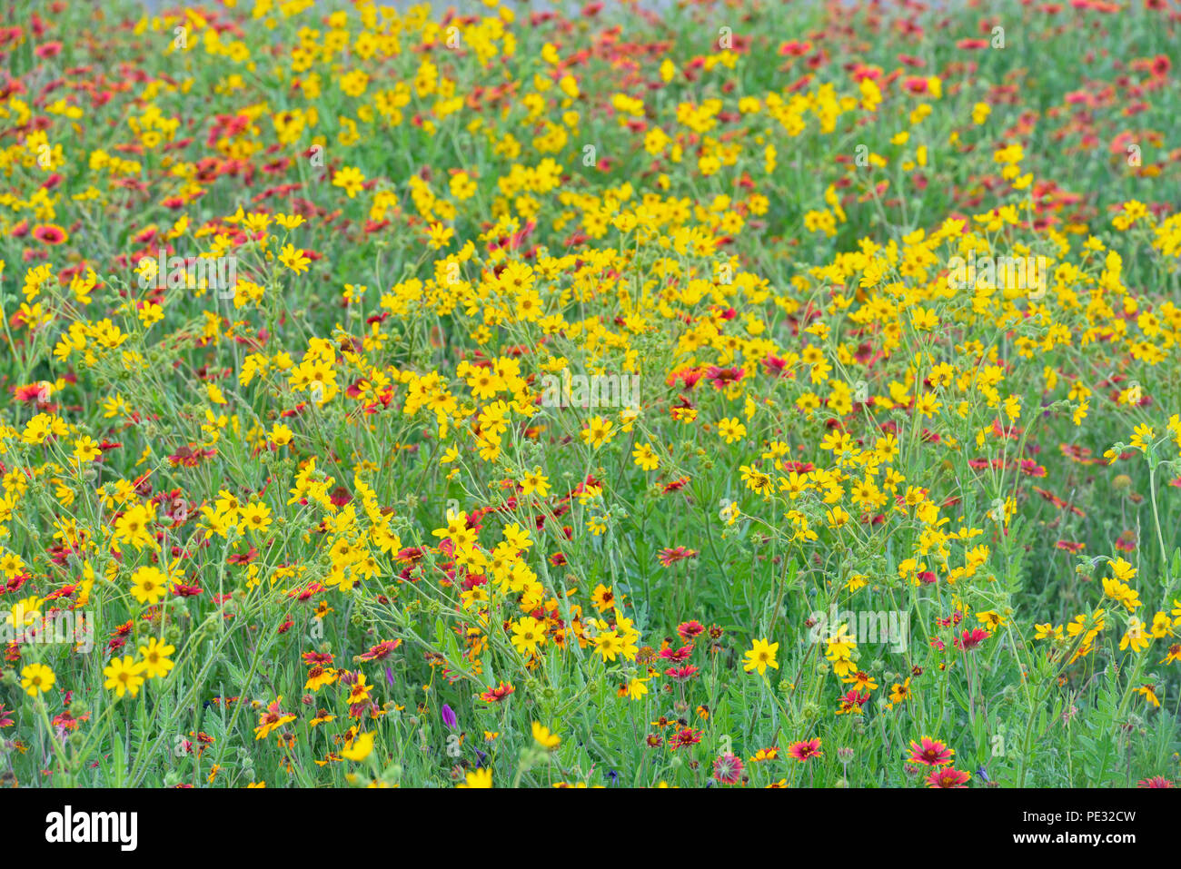 Roadside wildflowers featuring engelmanns daisy hi-res stock ...