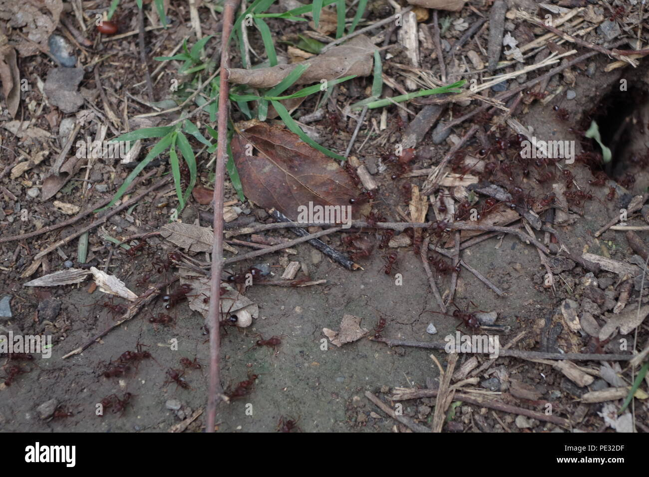 Ants colony hi-res stock photography and images - Alamy