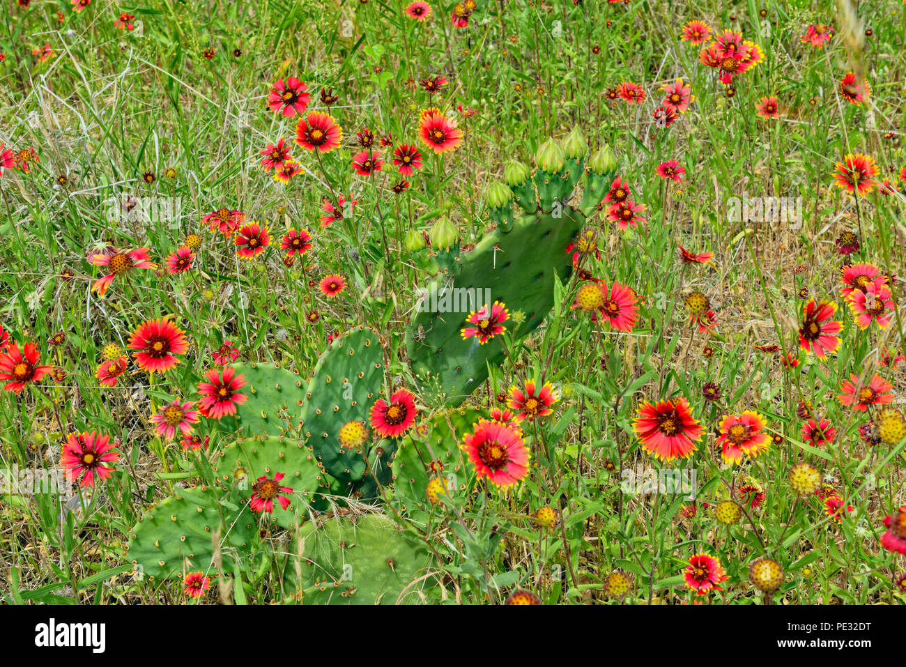 Diversity of cactus hi-res stock photography and images - Alamy