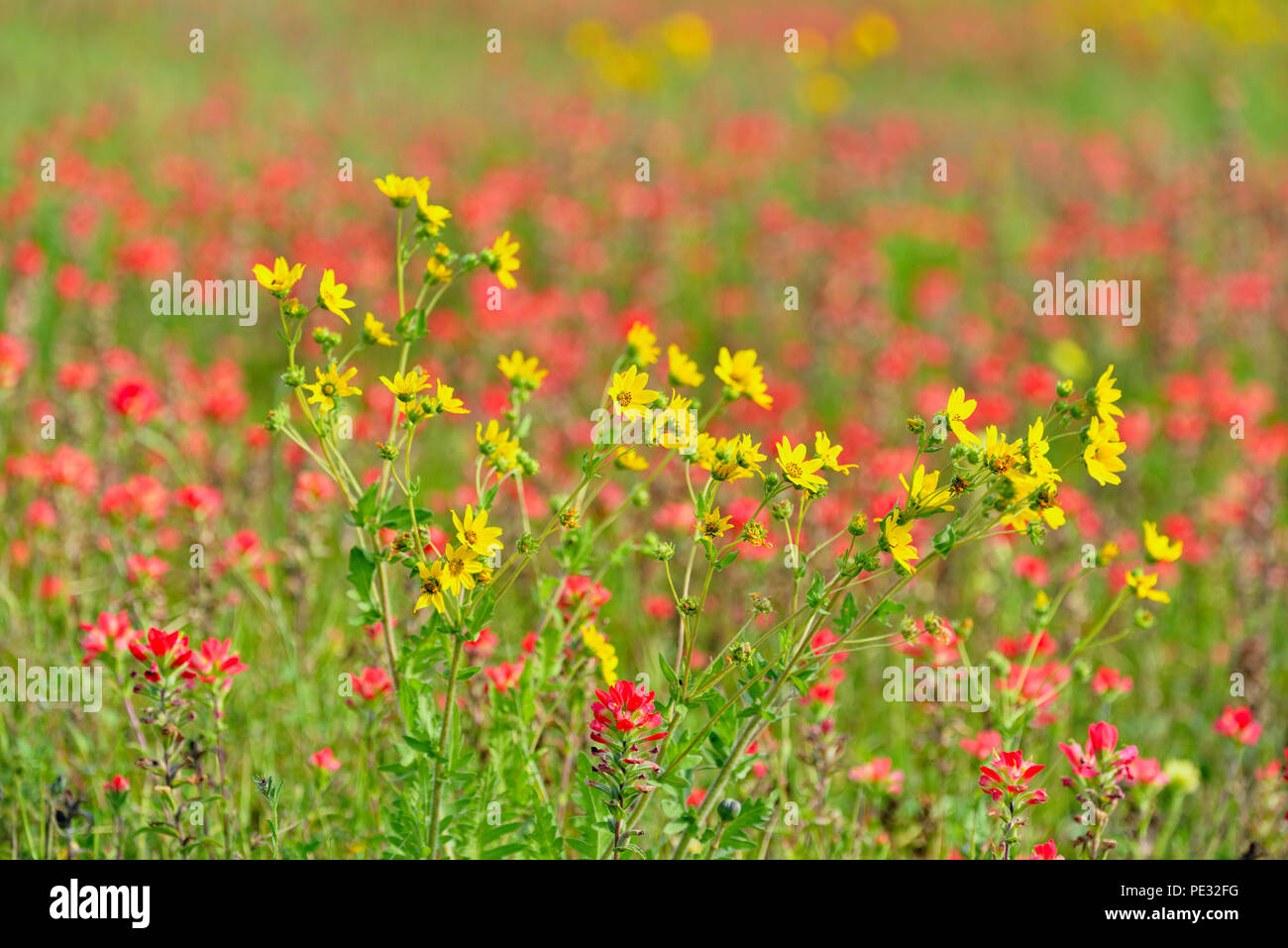 Texas hill country native wildflowers hi-res stock photography and ...