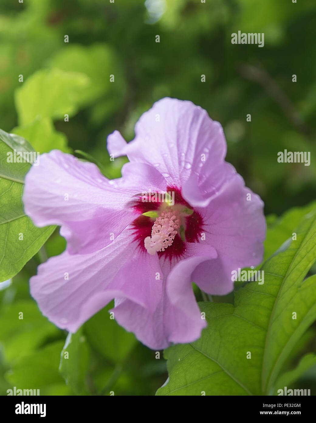 Hawaiian hibiscus hi-res stock photography and images - Alamy