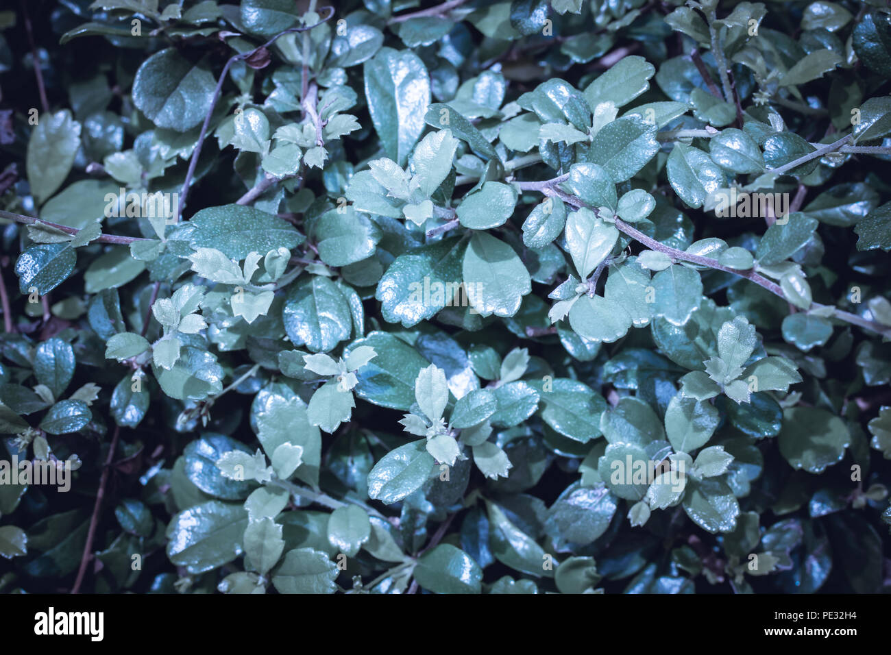 vintage green leave texture background Stock Photo - Alamy