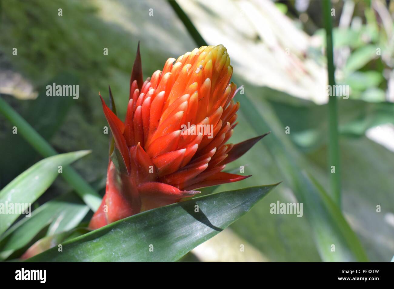 Waxy red flower hi-res stock photography and images - Alamy