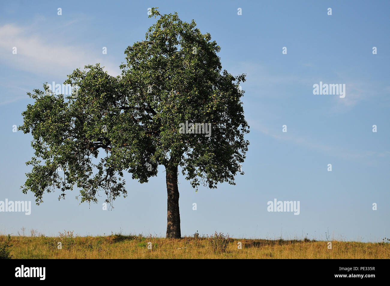 Single dry fruits hi-res stock photography and images - Alamy