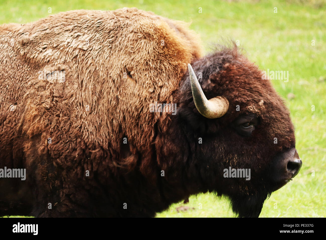 Large American Bison Stock Photo - Alamy