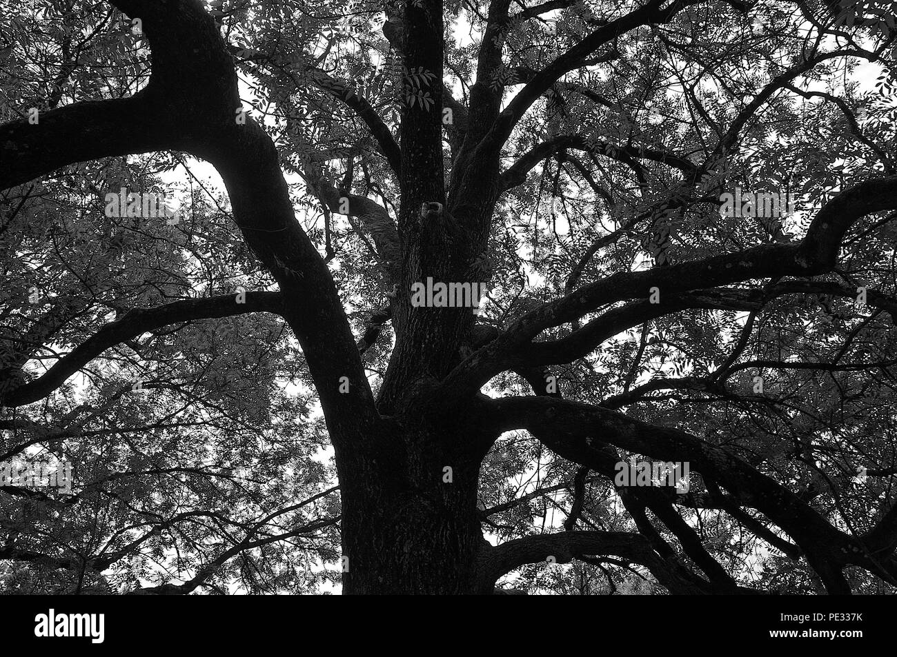 Ash fraxinus excelsior silhouette Black and White Stock Photos & Images ...