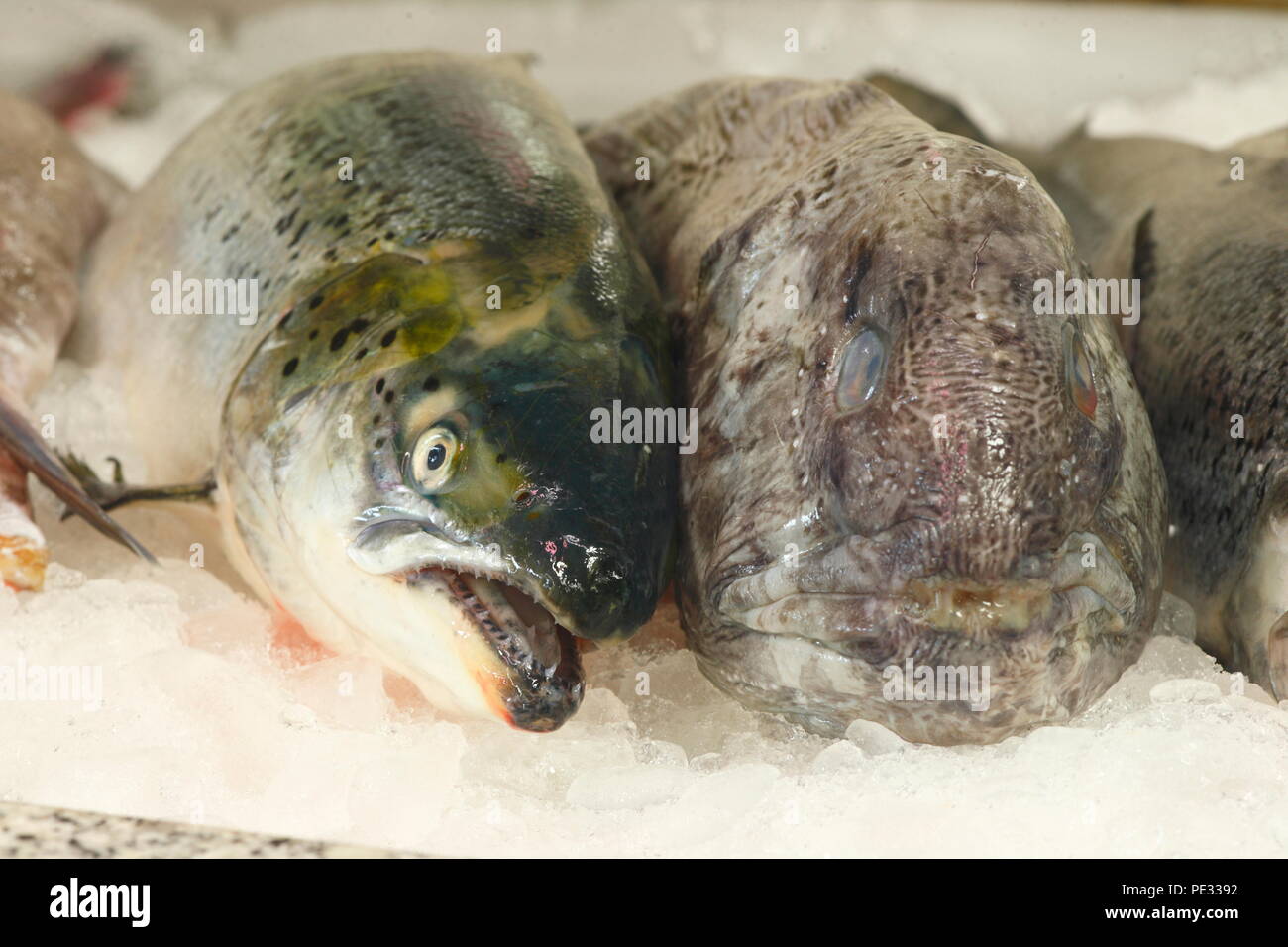 Speisefische hi-res stock photography and images - Alamy