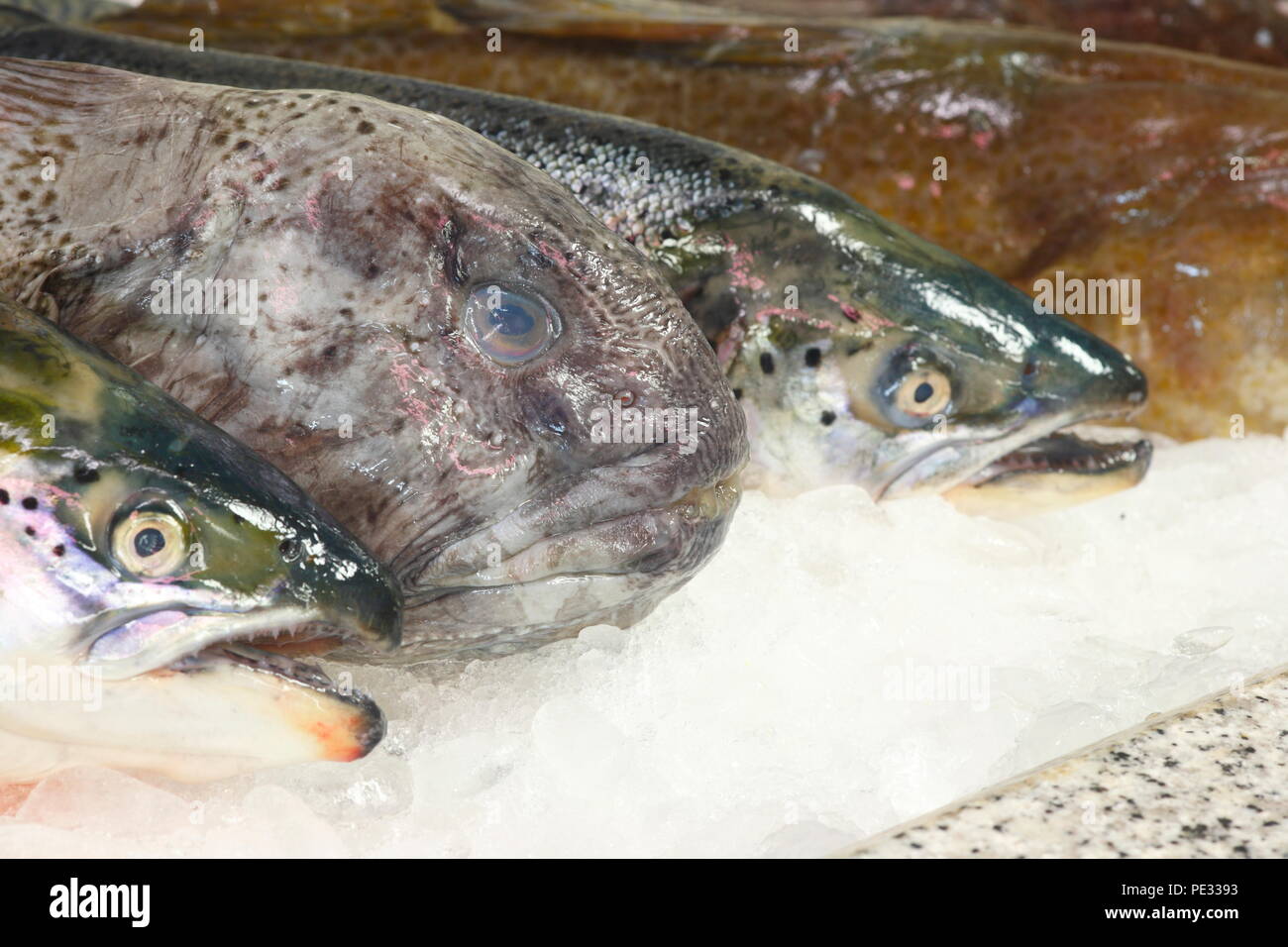 Speisefische hi-res stock photography and images - Alamy