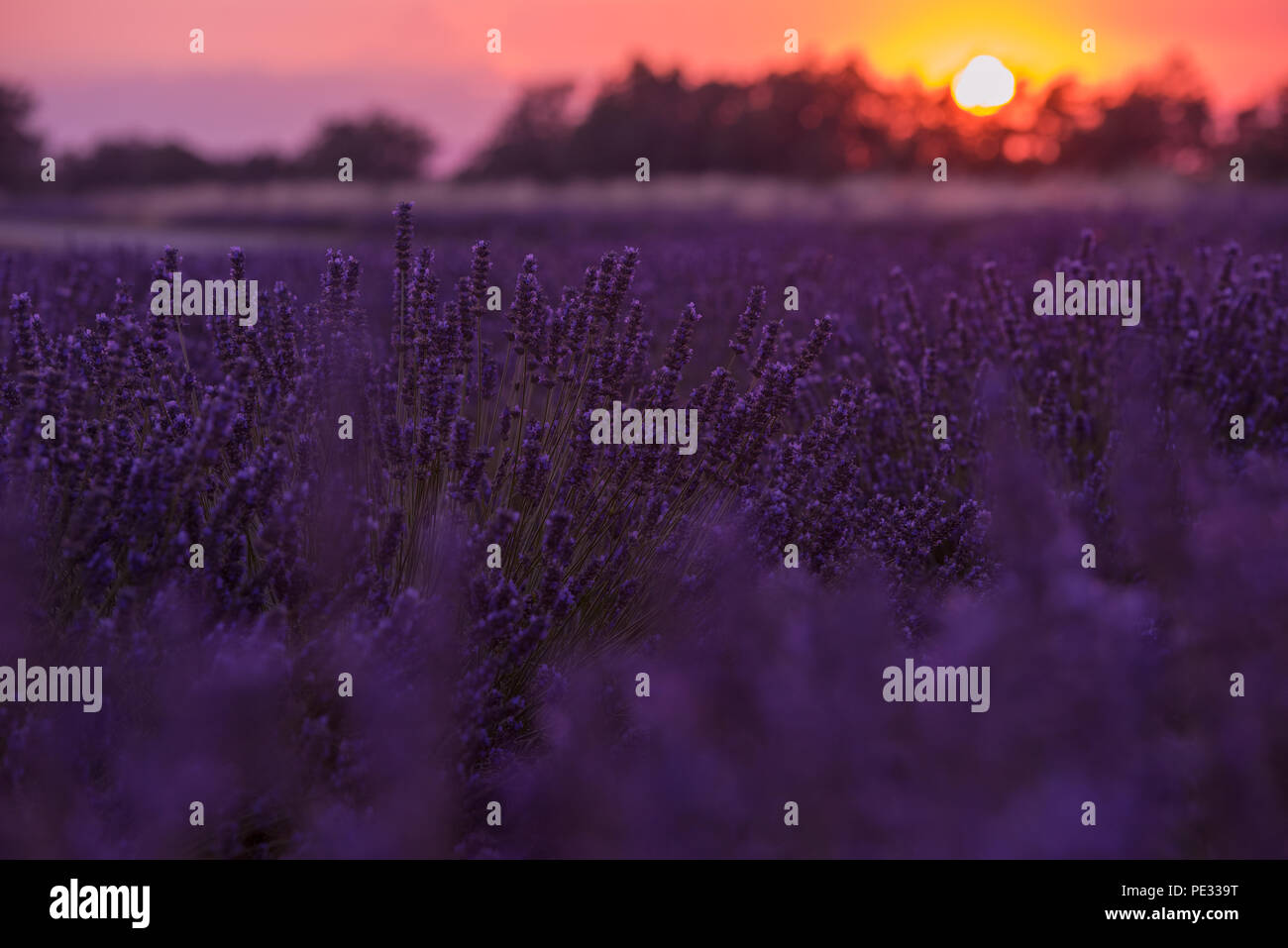 levender field purple aromatic flowers near valensole in provence france Stock Photo - Alamy