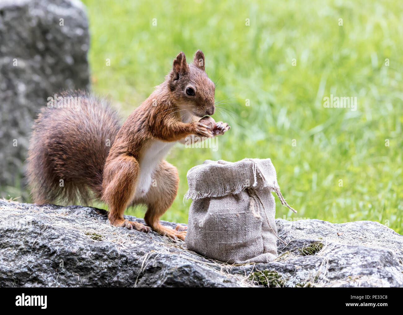 little red squirrel standing on grey stone in park and stealing nuts ...