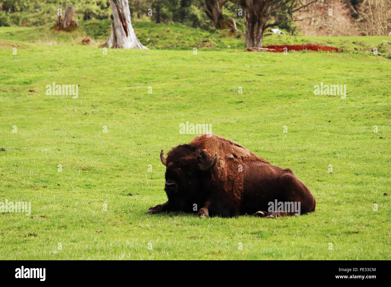 American Bison resting Stock Photo - Alamy