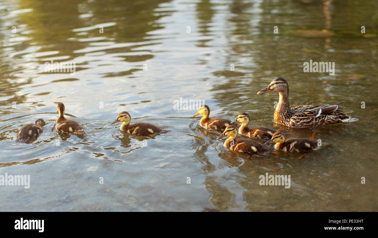 Ducklings following mother hi-res stock photography and images - Alamy
