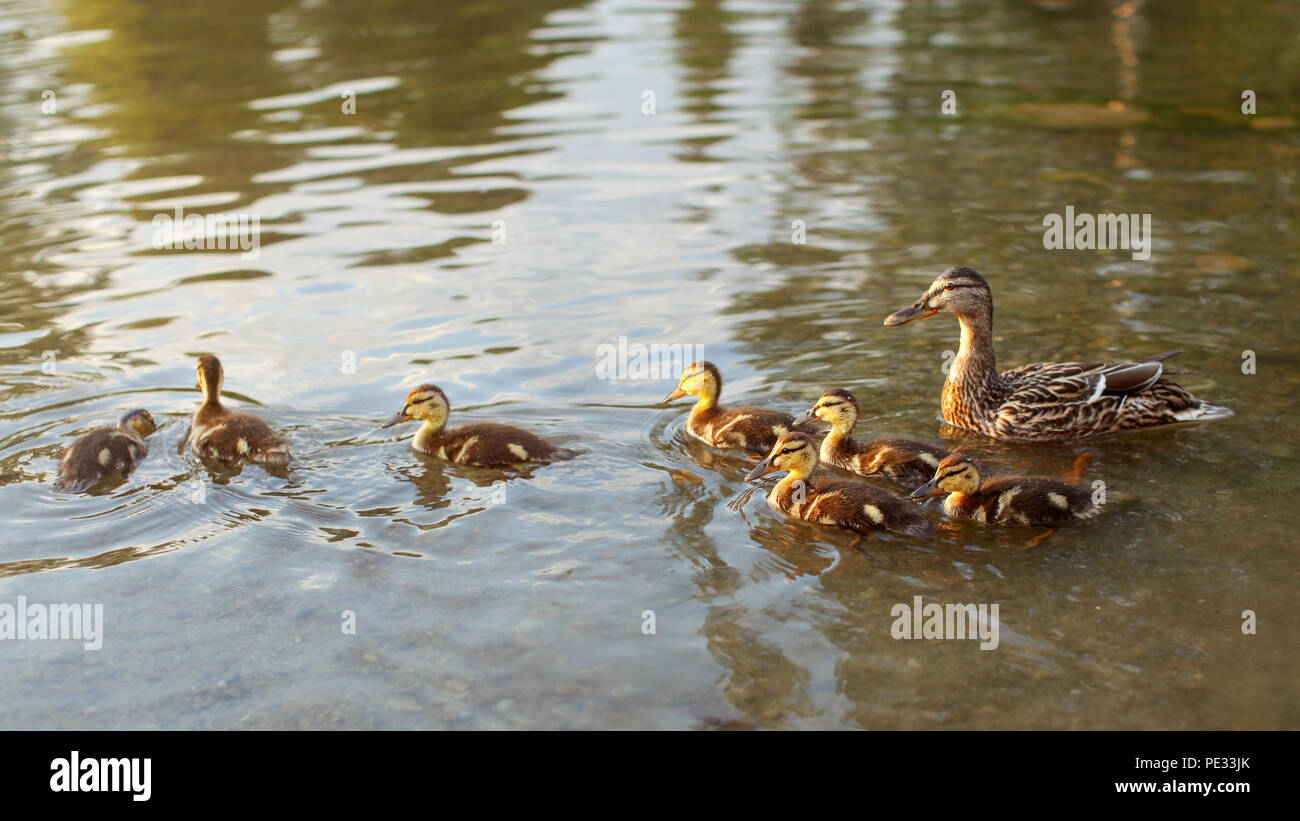 Ducklings following mother duck hi-res stock photography and images - Alamy