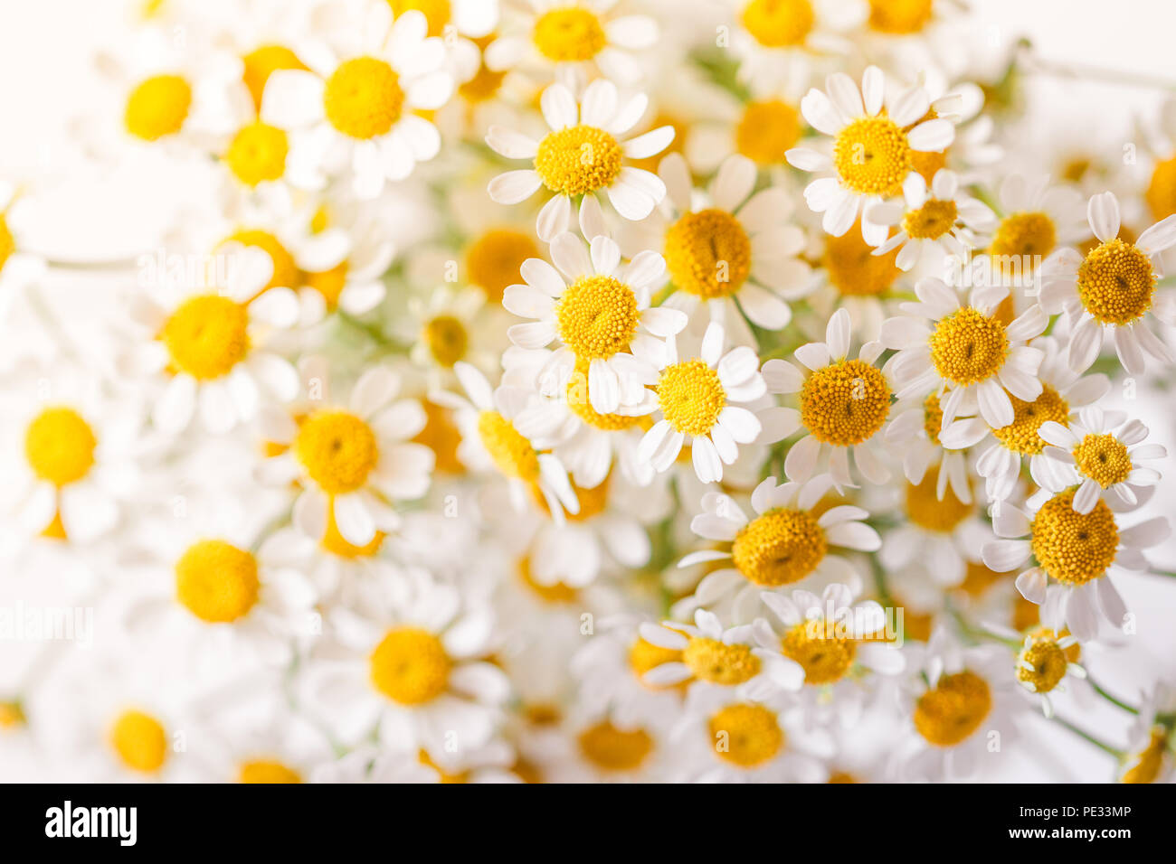 Macro photography of little daisy flowers bouquet over white. Soft ...