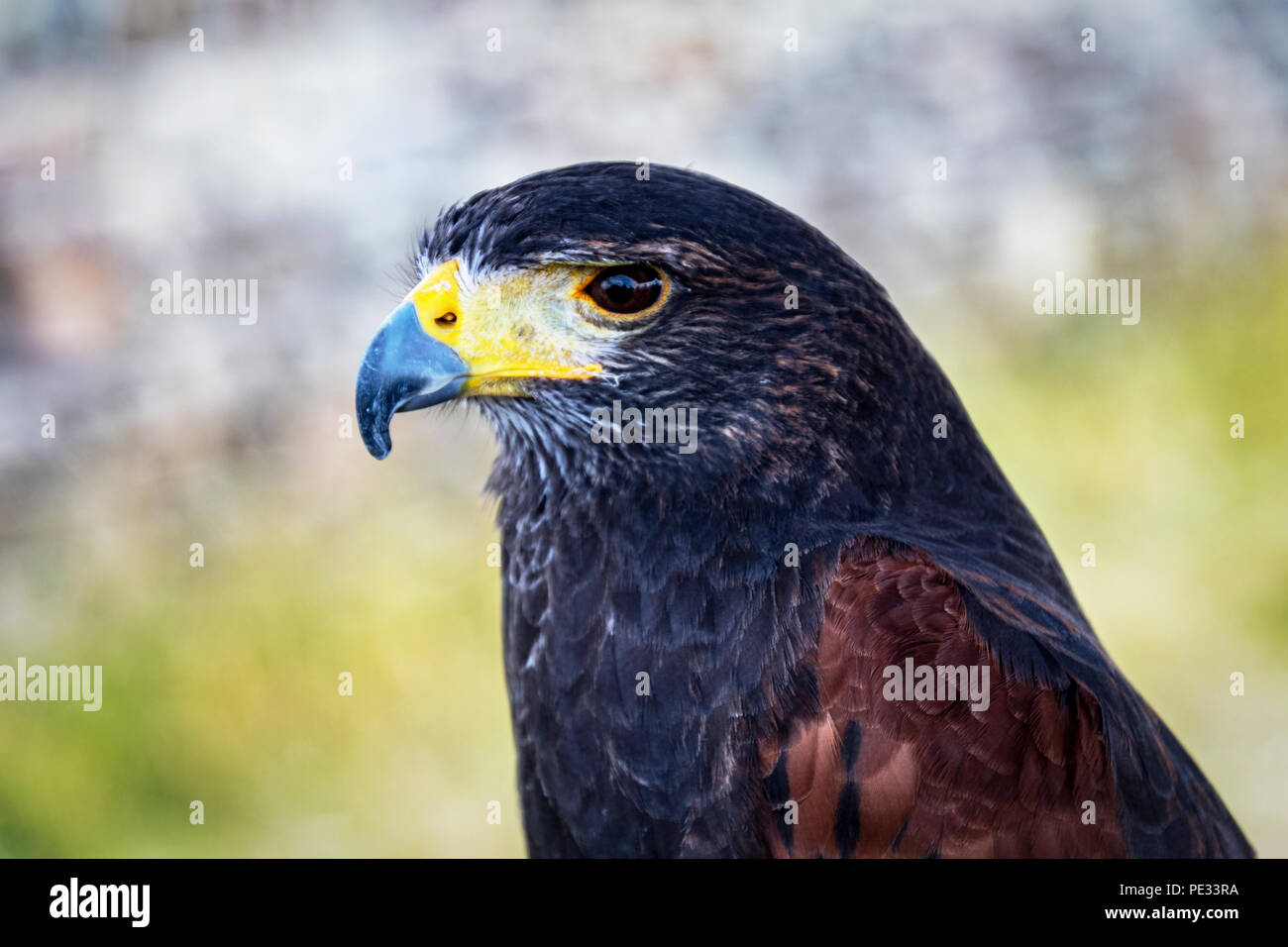 Harris Hawk Portrait Stock Photo - Alamy