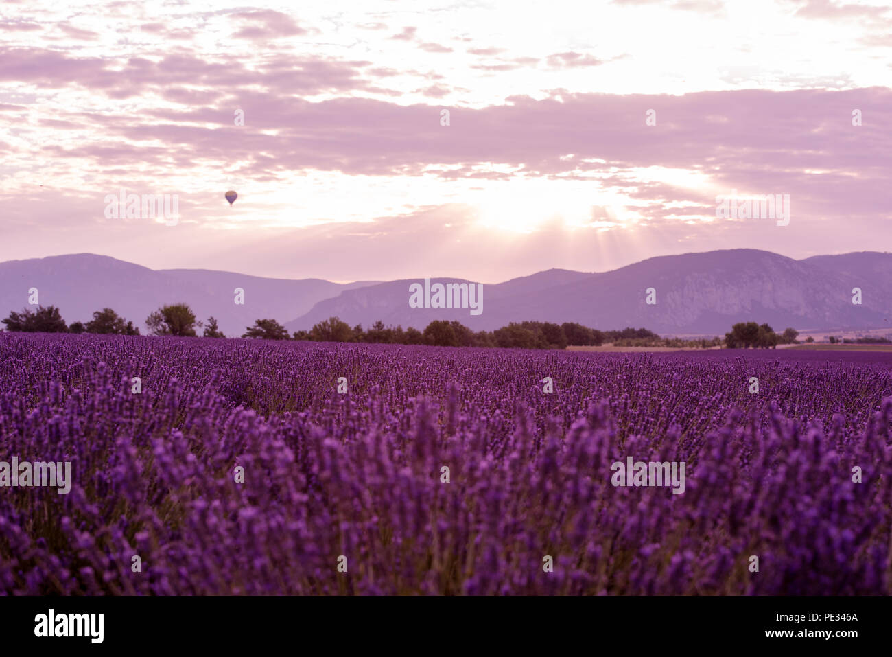 levender field purple aromatic flowers near valensole in provence ...