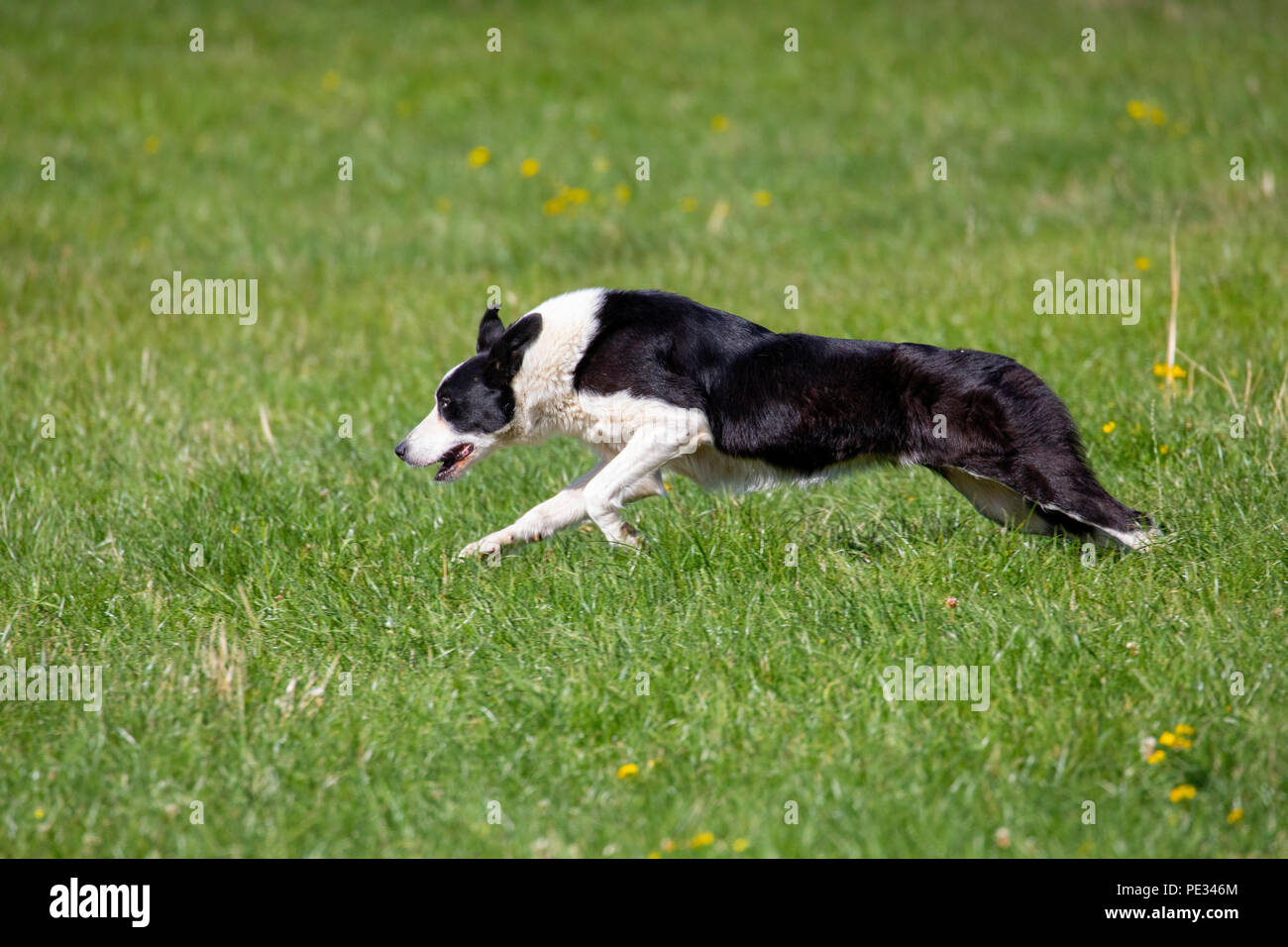 A shepherds sheep dog running at full pelt to fetch sheep during the ...
