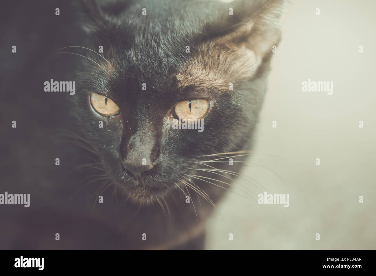 Black cat staring hi-res stock photography and images - Alamy