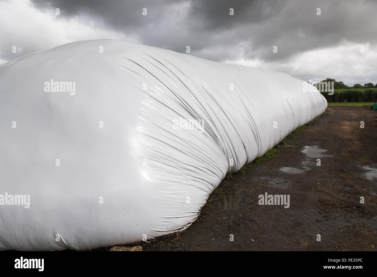 Silage stored in long plastic tube, Lancashire, UK Stock Photo - Alamy
