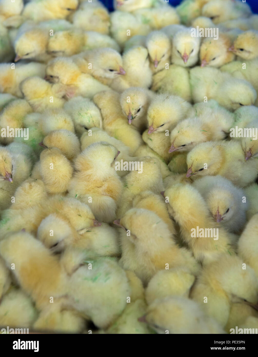 Chicks broilers hi-res stock photography and images - Alamy