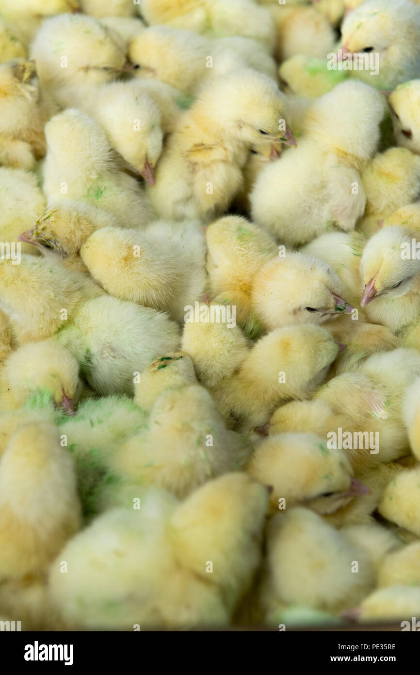 Broiler farm hi-res stock photography and images - Alamy