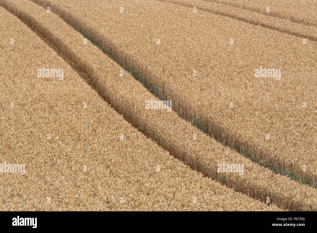 Field tramlines hi-res stock photography and images - Alamy