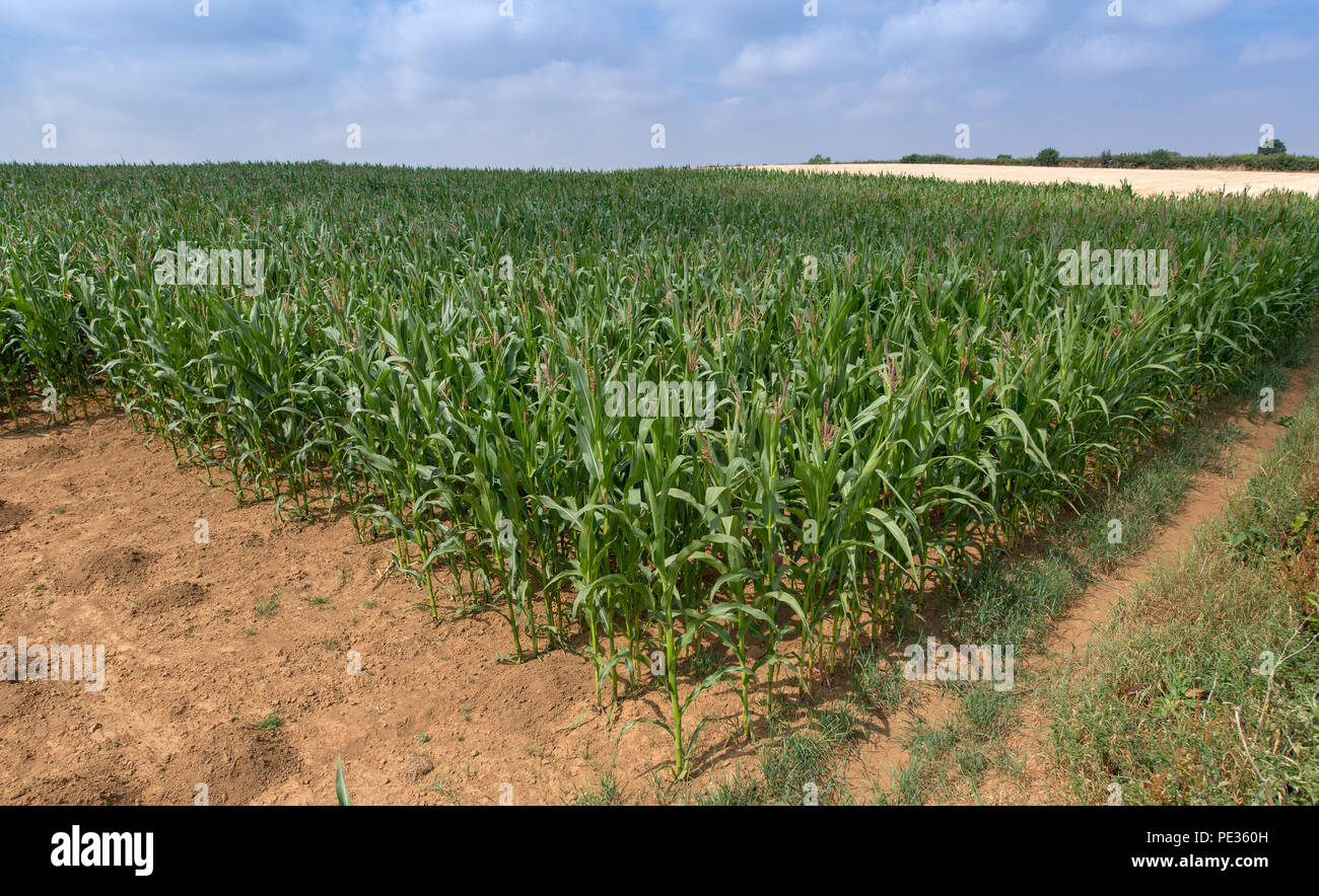 Growing maize hi-res stock photography and images - Alamy