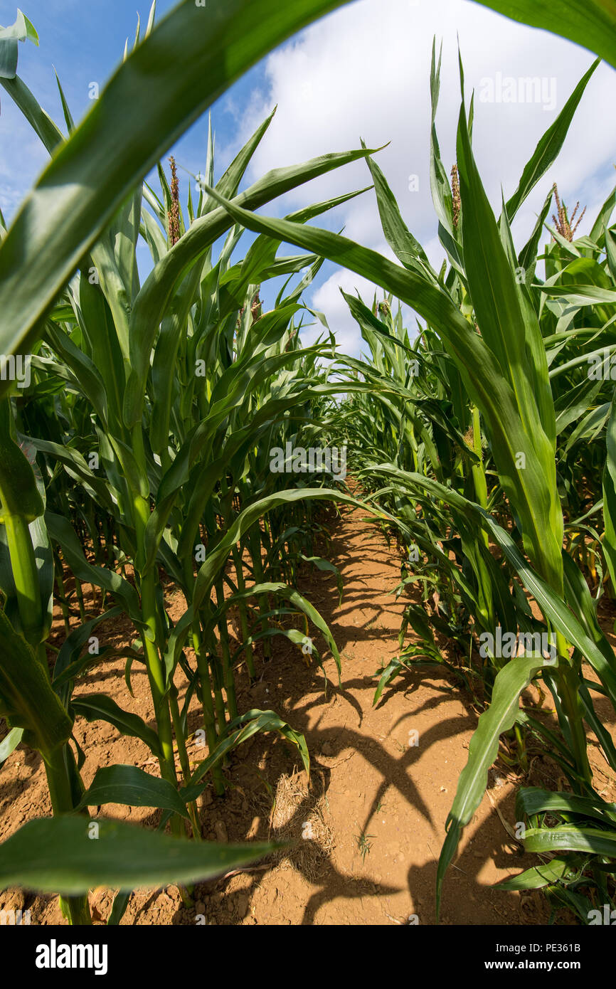 Maize crop hi-res stock photography and images - Alamy
