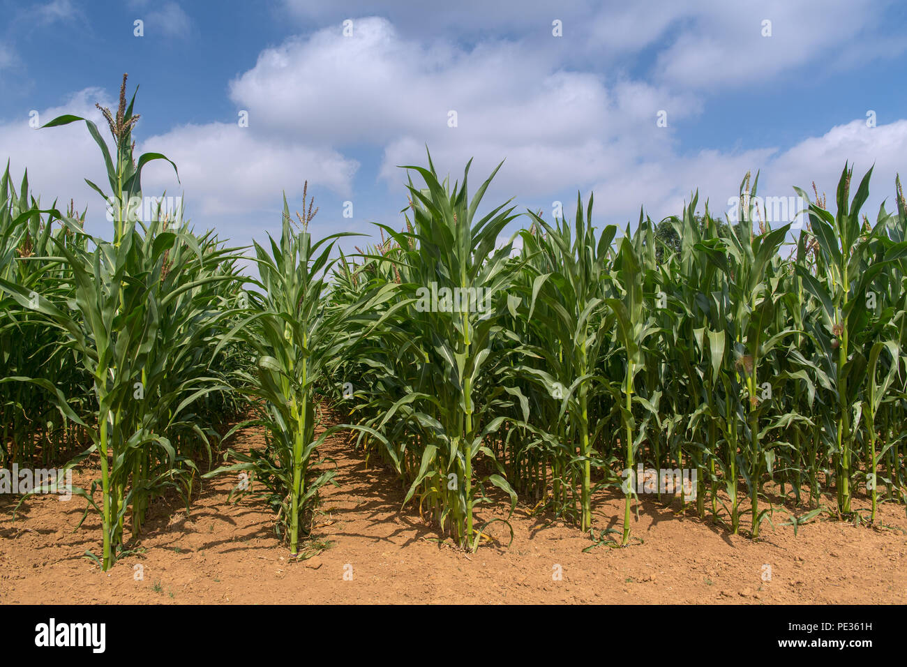 Maize crop growing well in a hot summer. Cotswolds, UK Stock Photo - Alamy