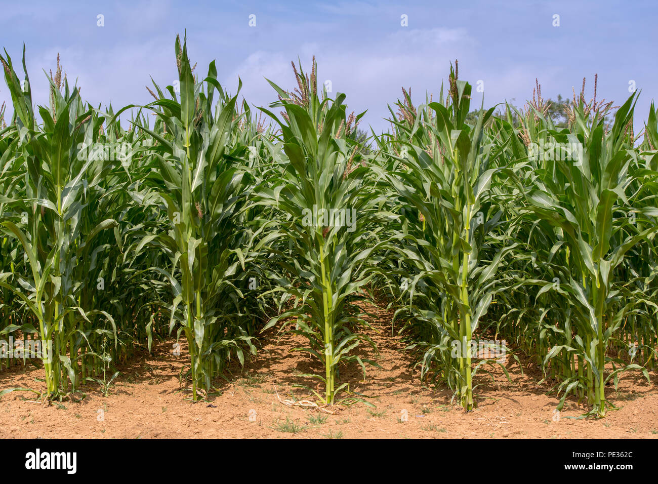 Maize Crop