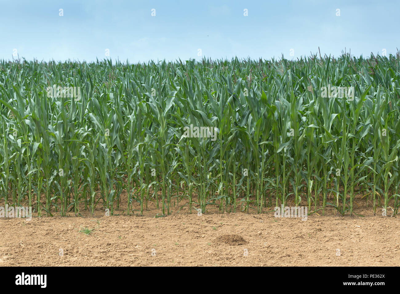 Maize crop growing well in a hot summer. Cotswolds, UK Stock Photo - Alamy
