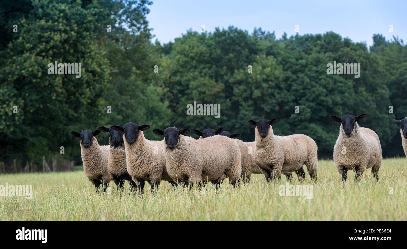 Weaned sheep hi-res stock photography and images - Alamy