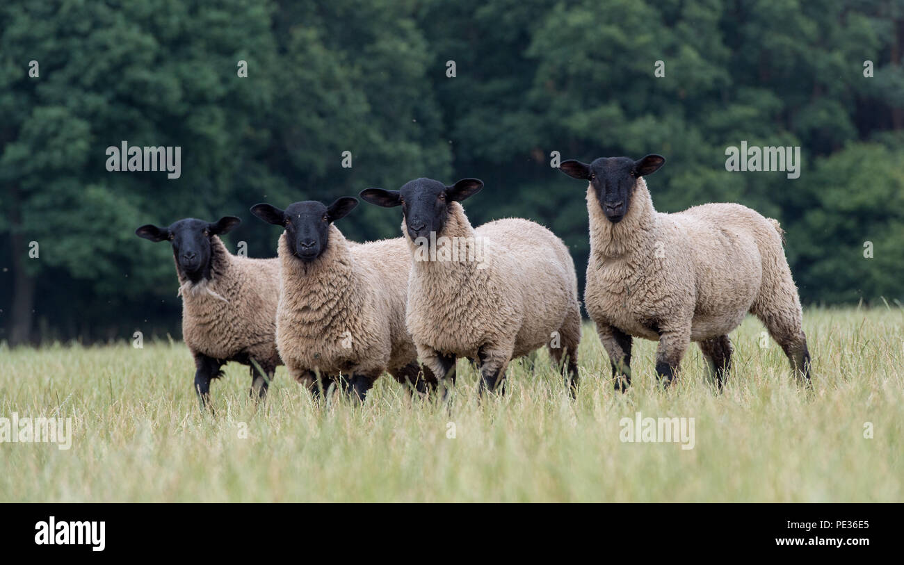 Flock of lambs newly weaned, sired by a suffolk ram. Warwickshire, UK ...
