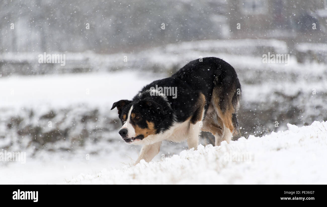 Border collie herding sheep hi-res stock photography and images - Alamy