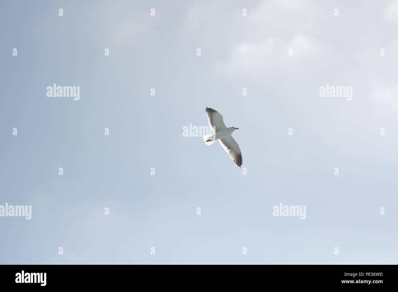 Flying freely hi-res stock photography and images - Alamy