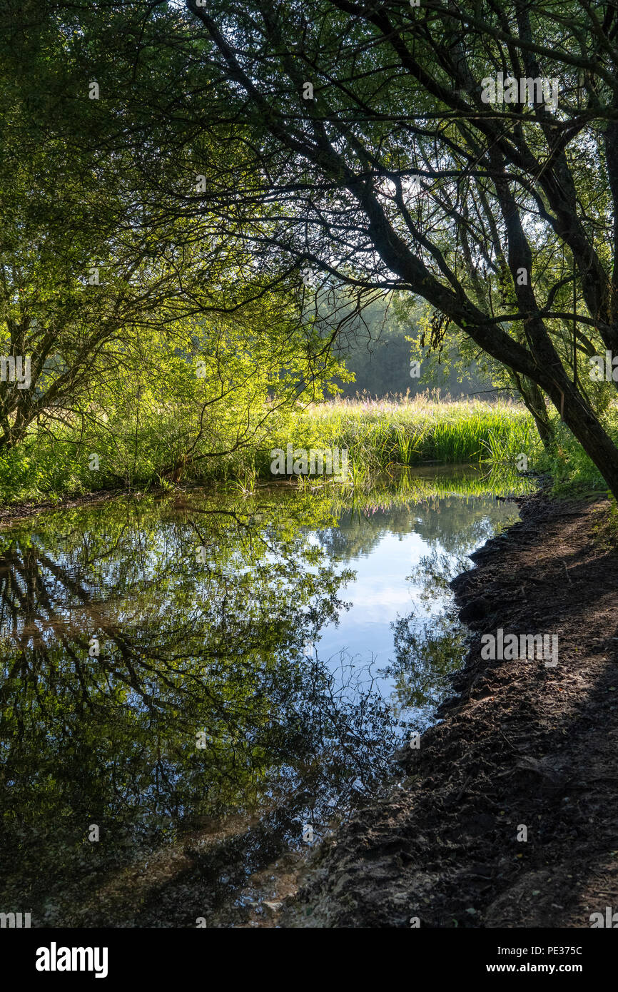 Reflections of trees in water Stock Photo - Alamy