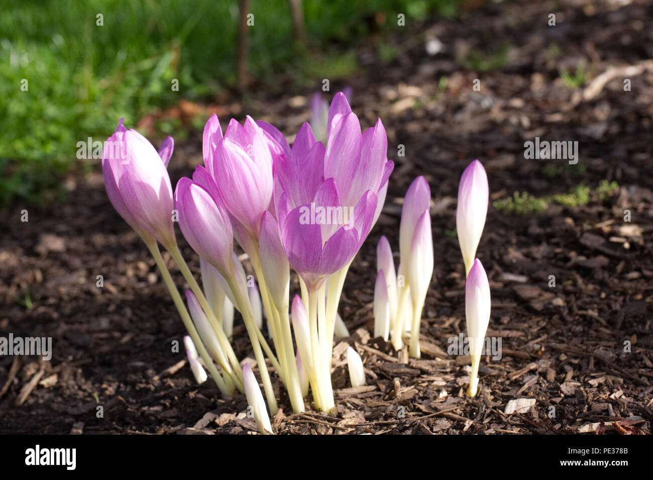 Flowering corm hi-res stock photography and images - Alamy