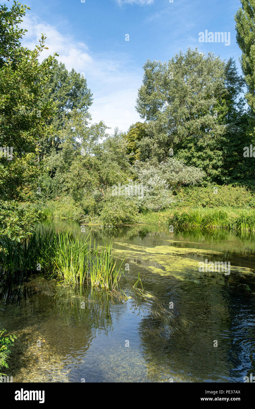 River Nadder scene in Salisbury UK Stock Photo - Alamy