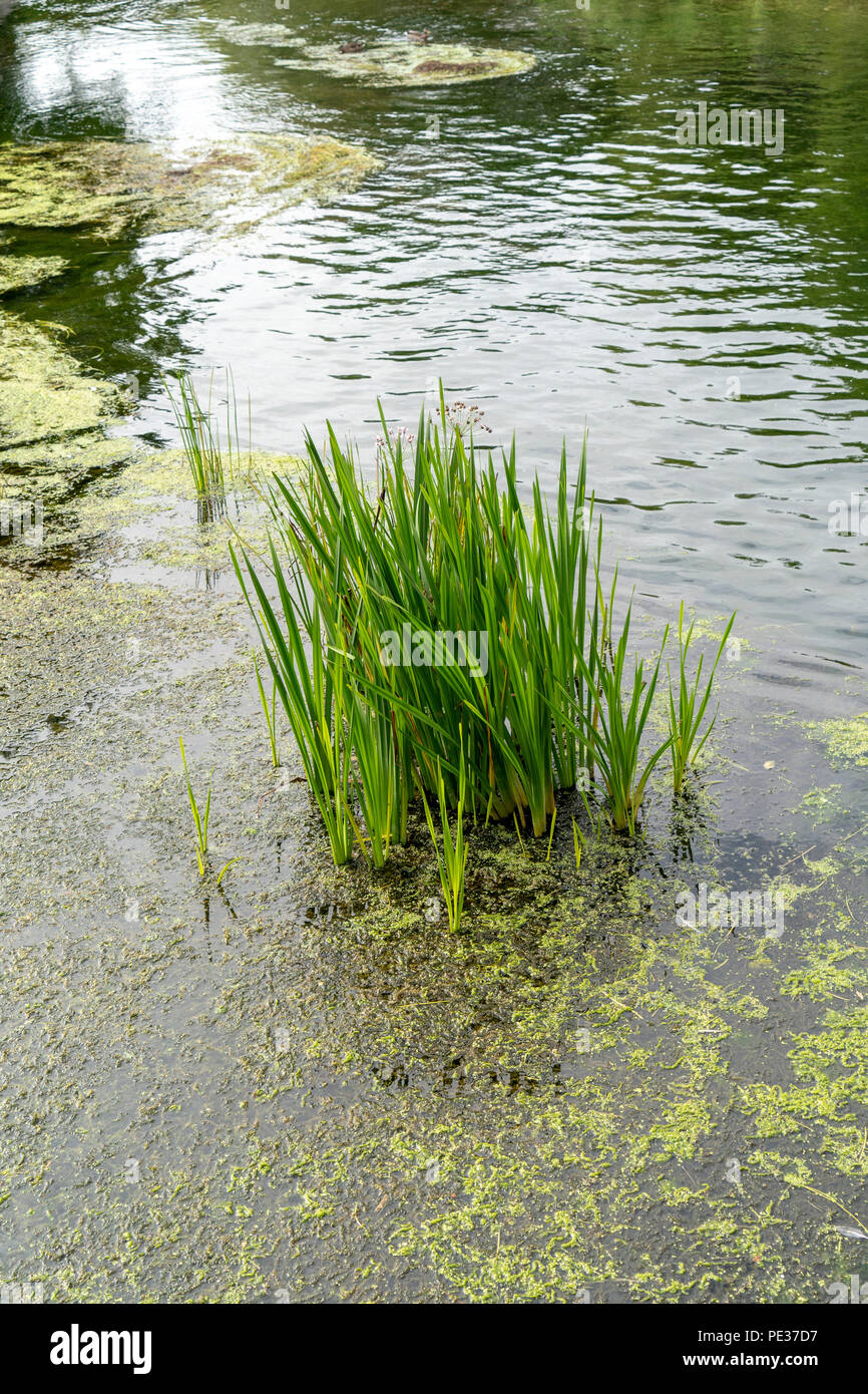 River weed and reeds Stock Photo - Alamy
