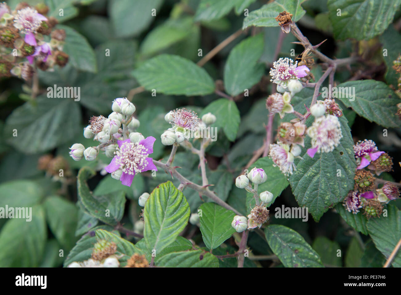 Thorny brambles hi-res stock photography and images - Alamy