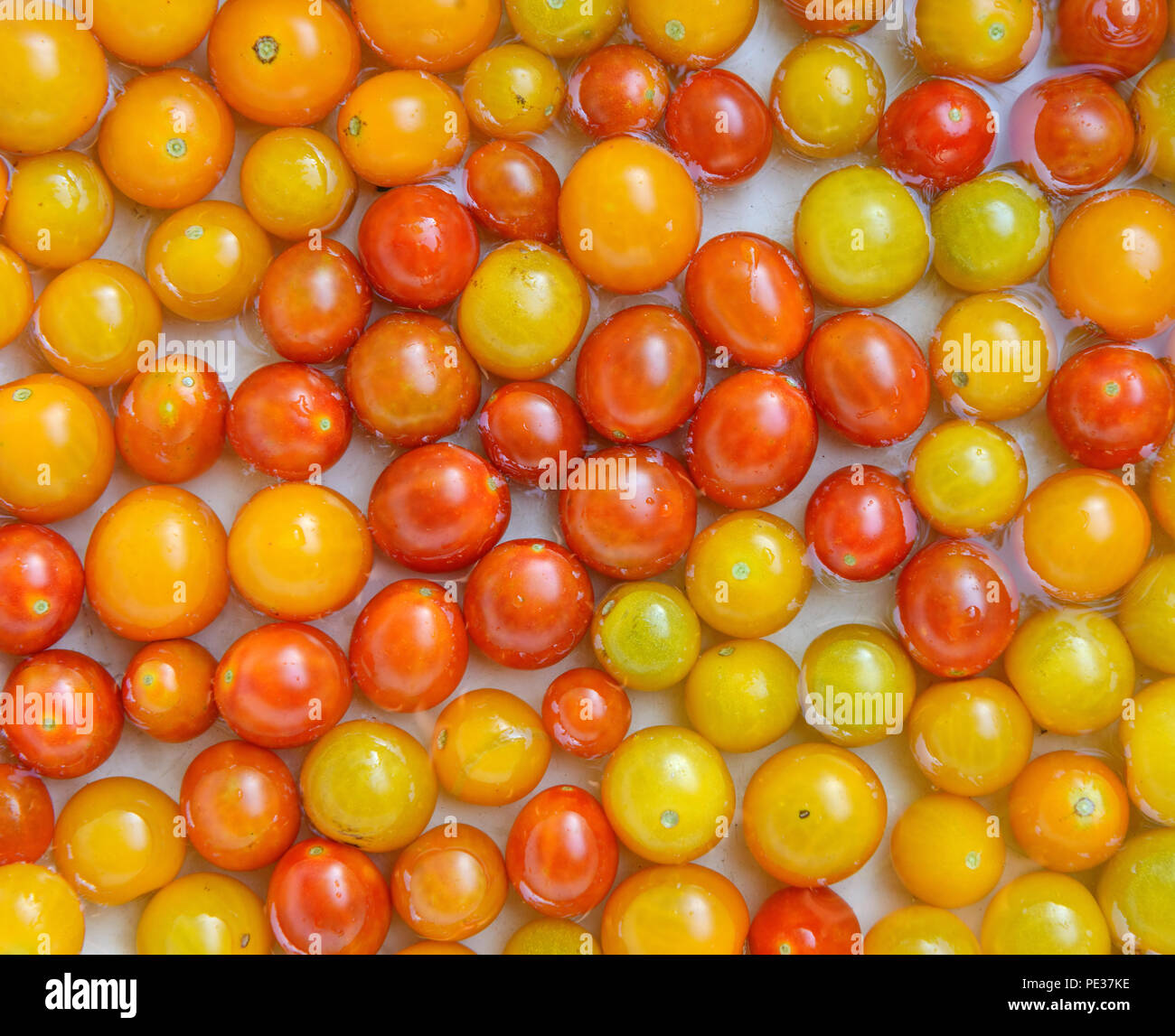Close-up many bright cherry tomato fruits in thin layer of water as a ...